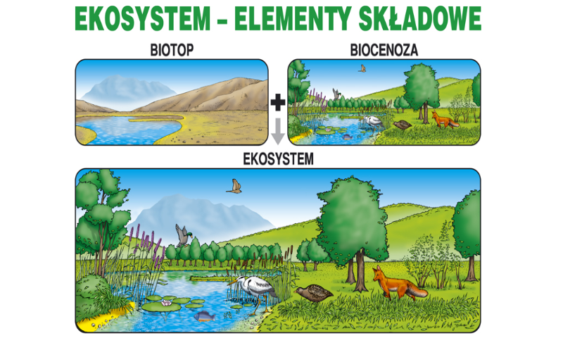 Prezentacja: Ekosystem w przyrodzie - edukator.pl