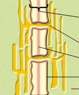 Edukator : Organizacja przestrzenna komórki, cz. 3