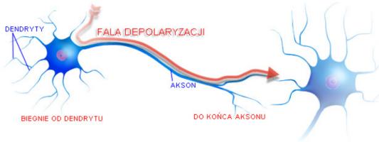 Edukator : Narkotyki i zdrowie
