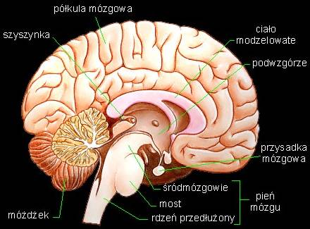 Edukator : Mózgowie