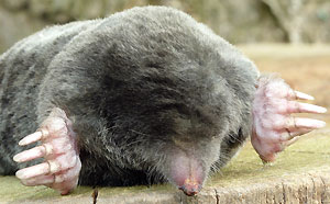 Edukator : Kret europejski